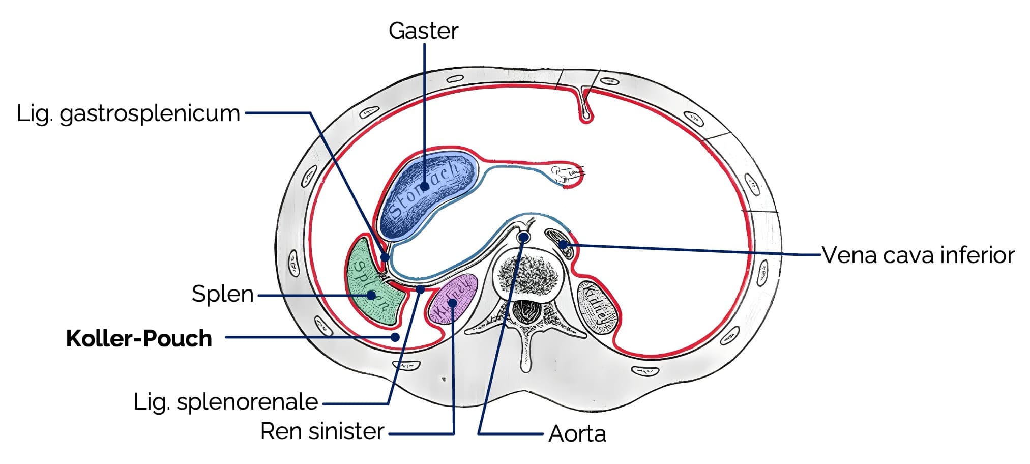 Milz (Splen) - Anatomie - Medi Know