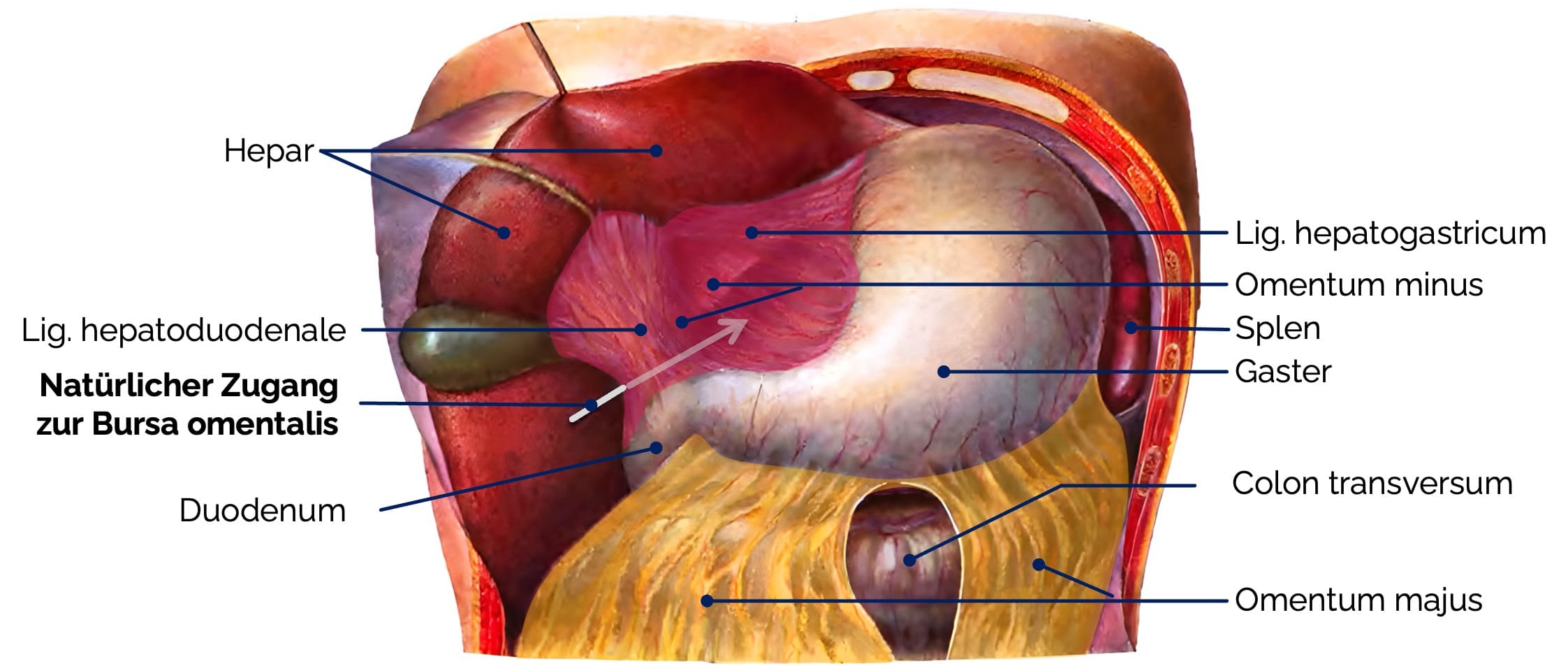 Abdomen und Peritoneum - Medi Know