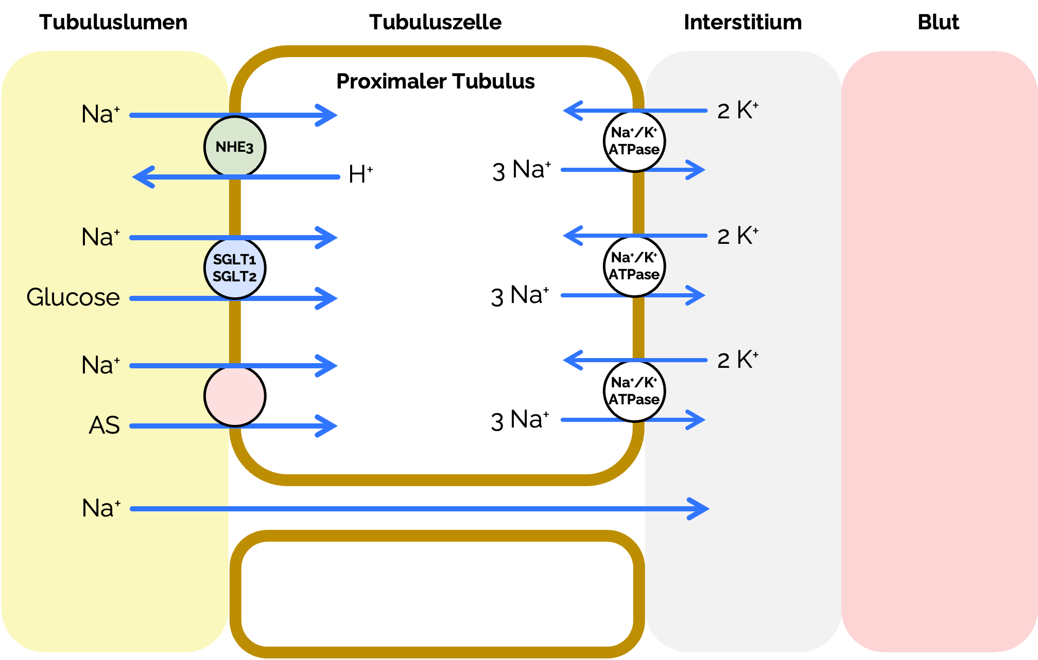 NaCl-Haushalt - Medi Know