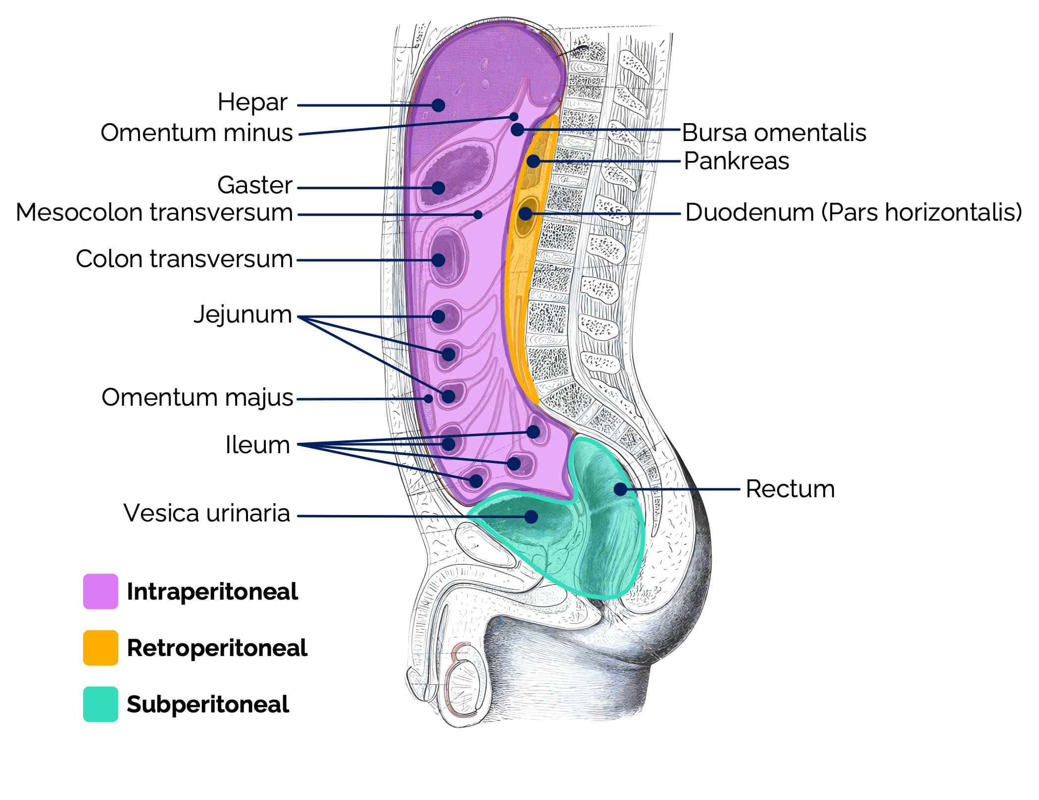 Abdomen und Peritoneum - Medi Know