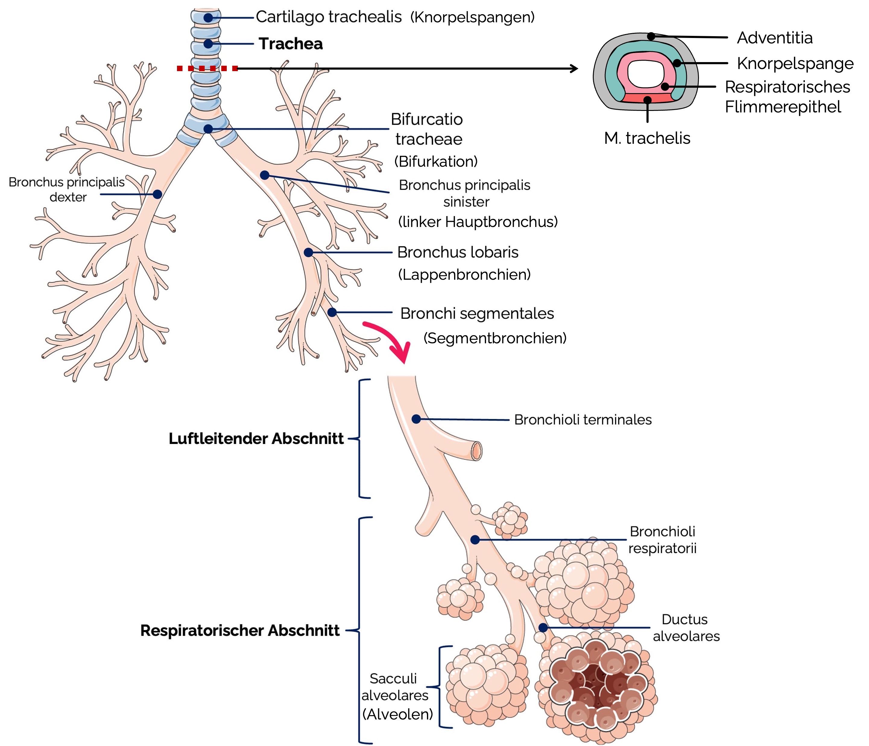 Lunge (RD): Anatomie, Funktion, Erkrankungen - Medi Know