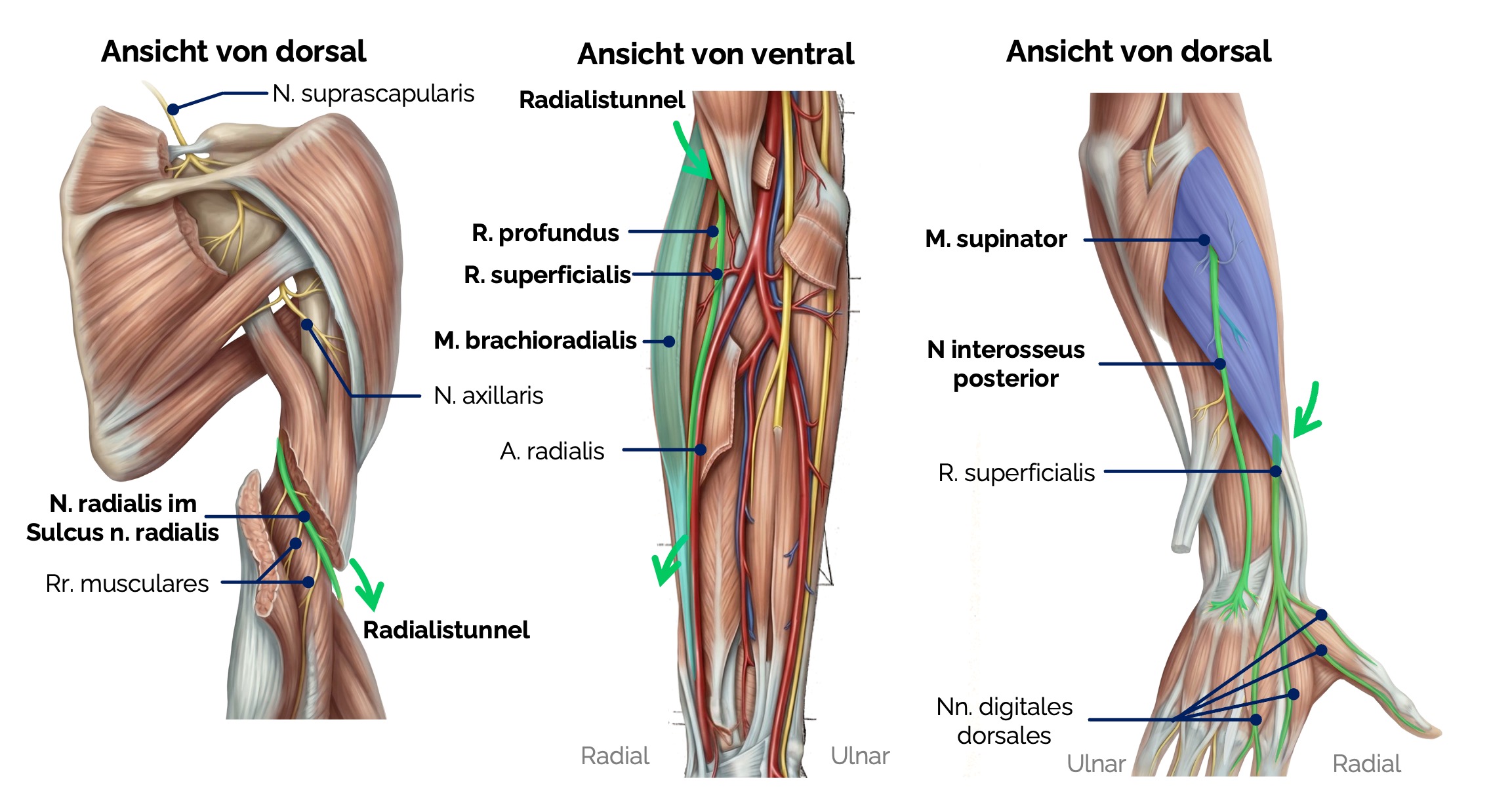 Medi Know: Die interaktive Lernplattform für Medizinstudierende, Ärzt ...